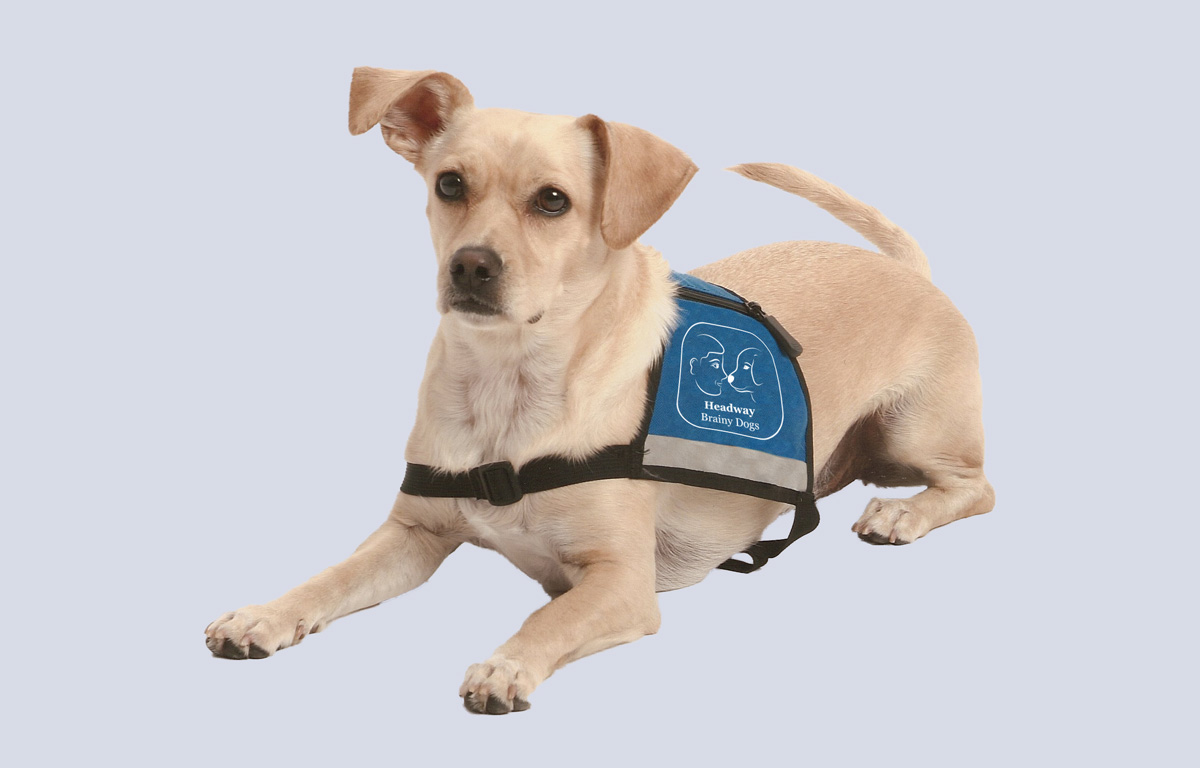 Headway Brainy Dogs Logo - Scott Frazer Creative