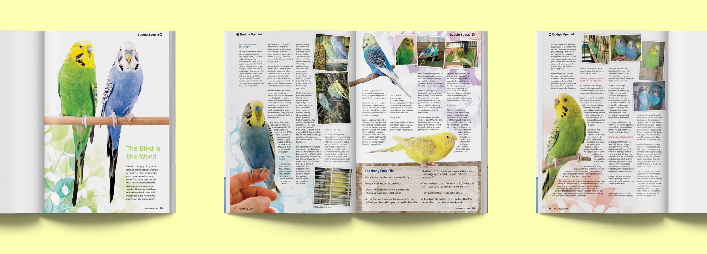 PetFocus Magazine - Scott Frazer Creative